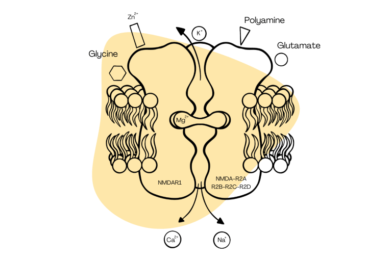 Ketamine for Dogs: Applications, Safety Concerns, Common Dosing ...