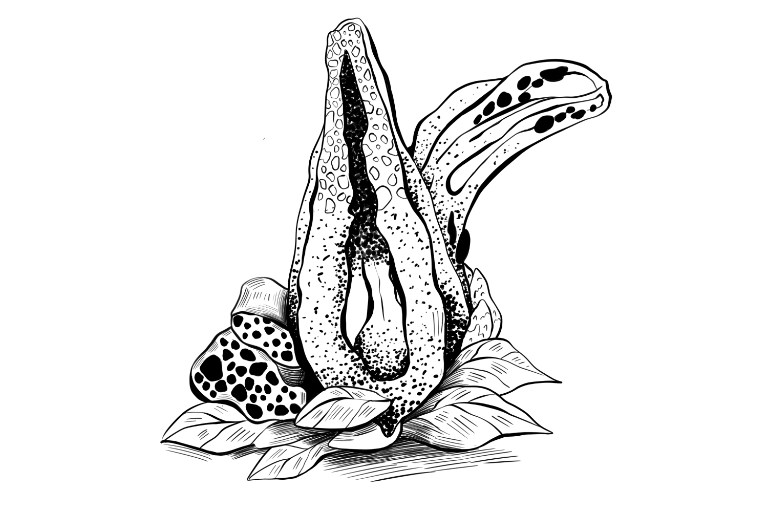 What Types of Mushroom Can You Find In Your Yard? - Tripsitter