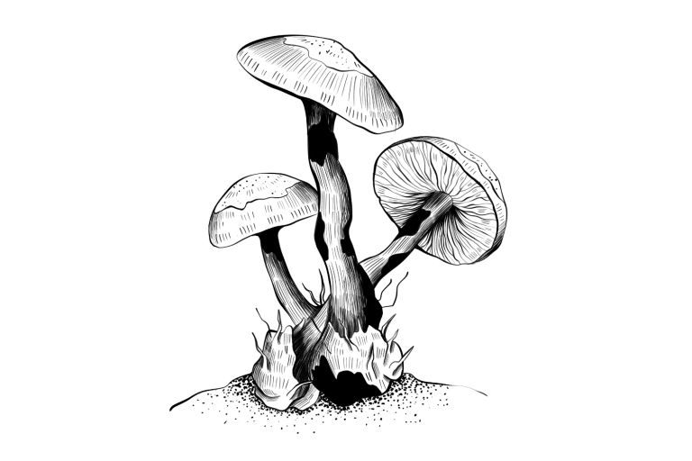 What Shrooms Are the Strongest? Top Strains & Species Ordered By ...