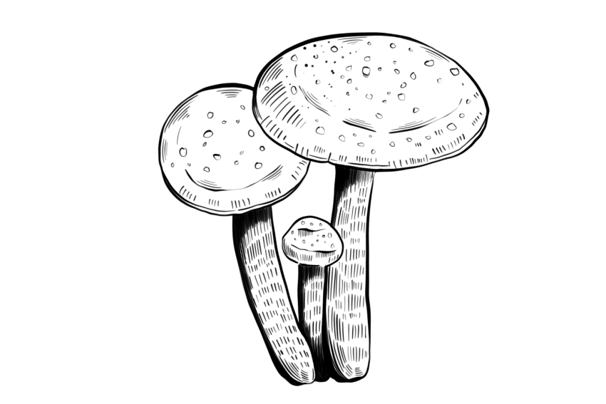 What Shrooms Are the Strongest? Top Strains & Species Ordered By ...