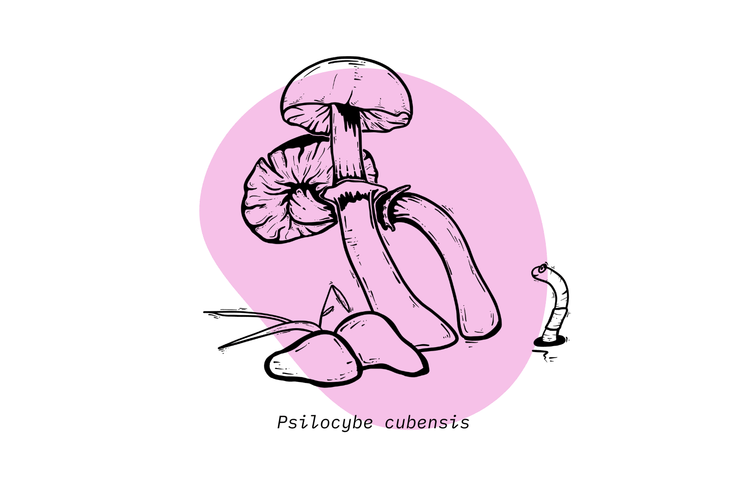 Where Do Shrooms Grow? How to Find Magic Mushrooms in the Wild - Tripsitter