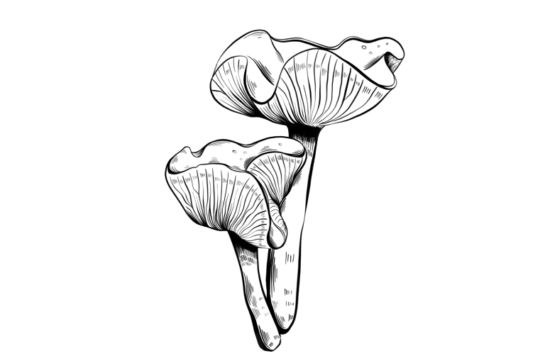 What Shrooms Are the Strongest? Top Strains & Species Ordered By ...