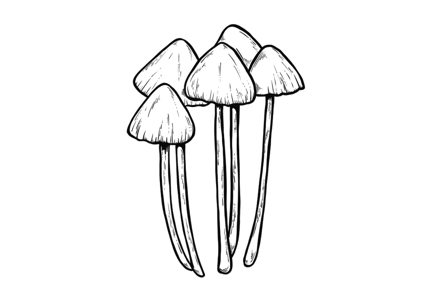 What Shrooms Are the Strongest? Top Strains & Species Ordered By ...