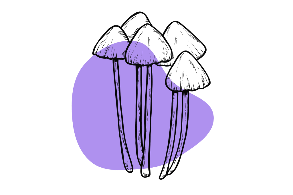 The Ultimate Guide to the Wavy Cap (Psilocybe cyanescens) - Tripsitter