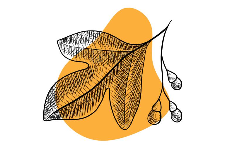 Sassafras: Appalachian Tonic or Herbal MDMA? - Tripsitter