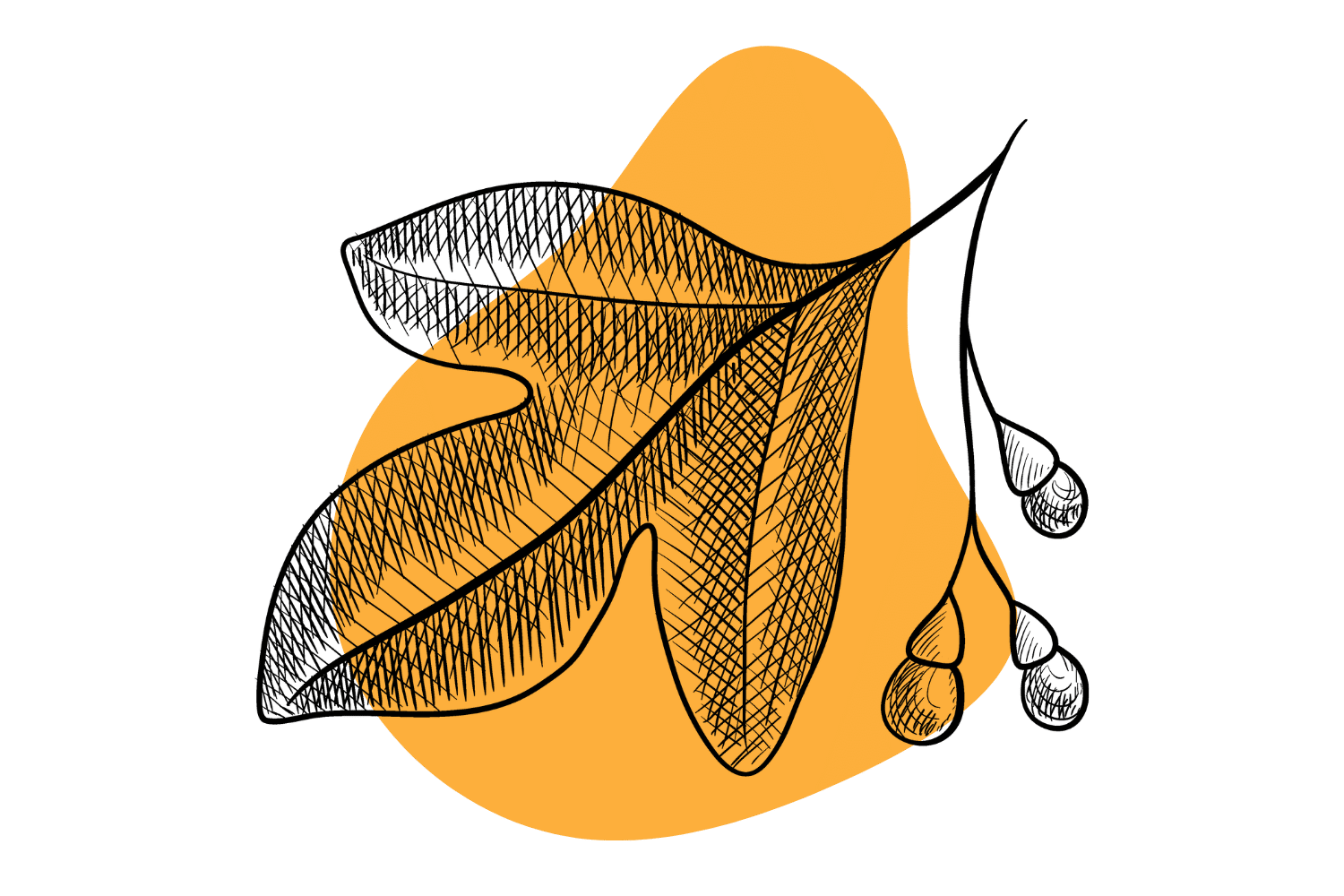 Sassafras: Appalachian Tonic or Herbal MDMA? - Tripsitter