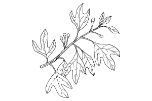 Sassafras: Appalachian Tonic or Herbal MDMA? - Tripsitter