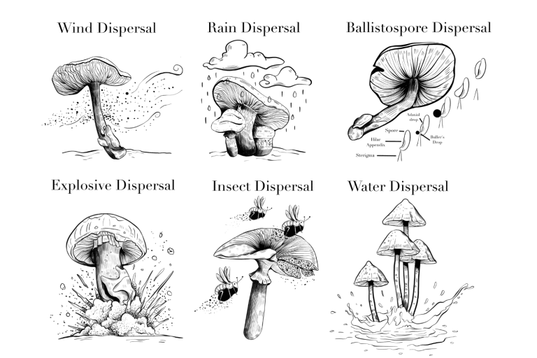 Beyond the Cap: The Anatomy of a Mushroom - Tripsitter