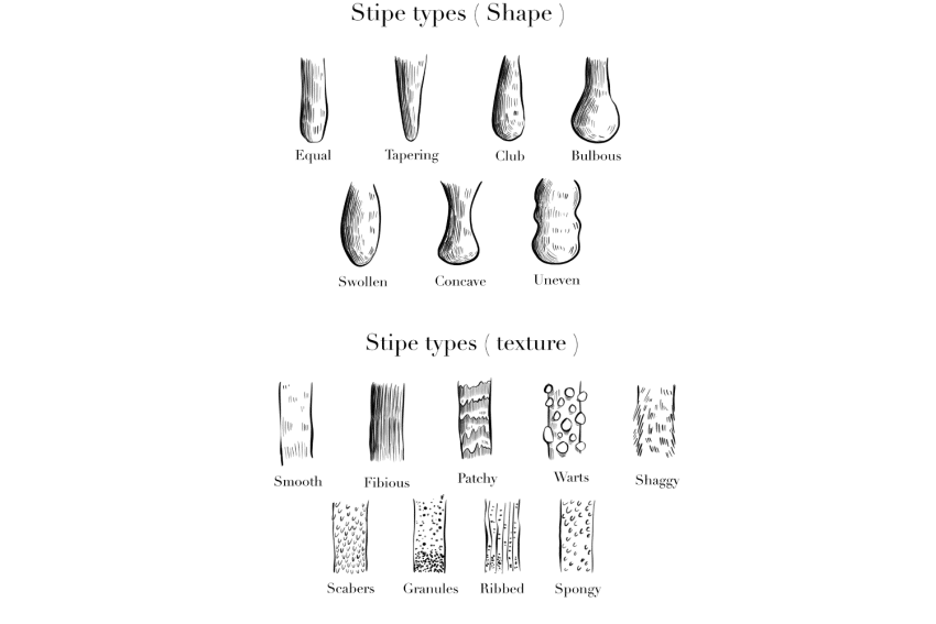 Beyond the Cap: The Anatomy of a Mushroom - Tripsitter