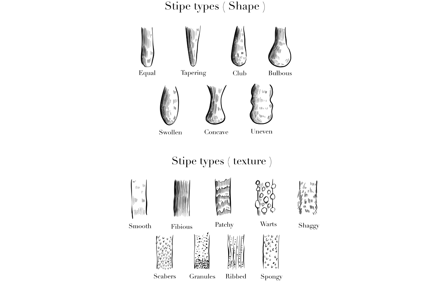 Beyond the Cap: The Anatomy of a Mushroom - Tripsitter