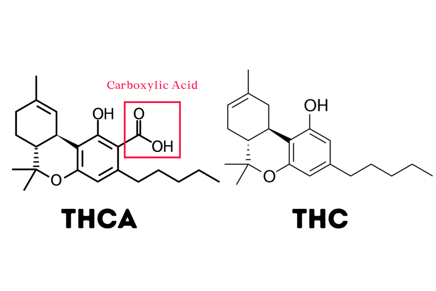 THCA (THC-Acid): Legal Loopholes & the Science of THCA - Tripsitter