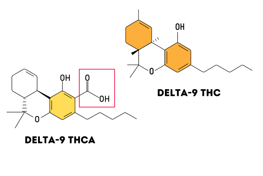 THCA vs THC: Key Differences & Similarities Explained - Tripsitter