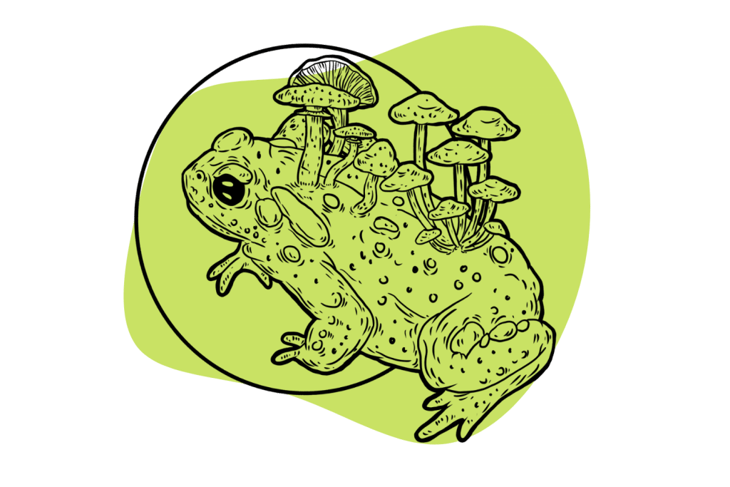 Psychoactive Toad Venom (Bufo Alvarius) - Tripsitter