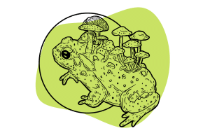 Psychoactive Toad Venom (Bufo Alvarius) - Tripsitter