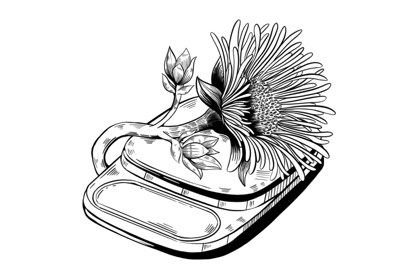 Kanna: Exploring One of Nature’s Best Antidepressants - Tripsitter