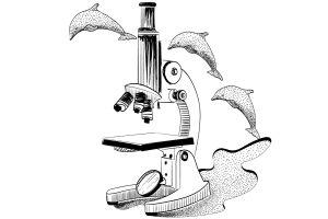 NASA Gave Dolphins LSD: Here’s What Happened - Tripsitter