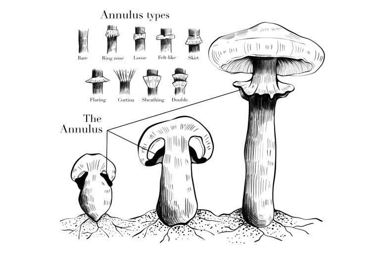 Beyond the Cap: The Anatomy of a Mushroom - Tripsitter