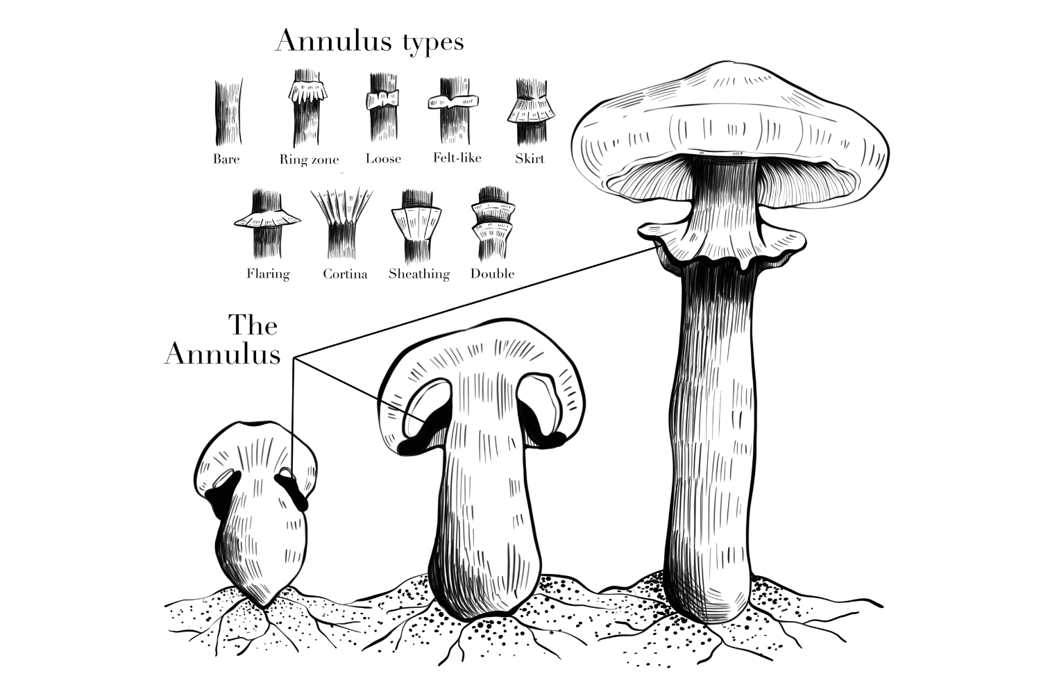 Beyond the Cap: The Anatomy of a Mushroom - Tripsitter