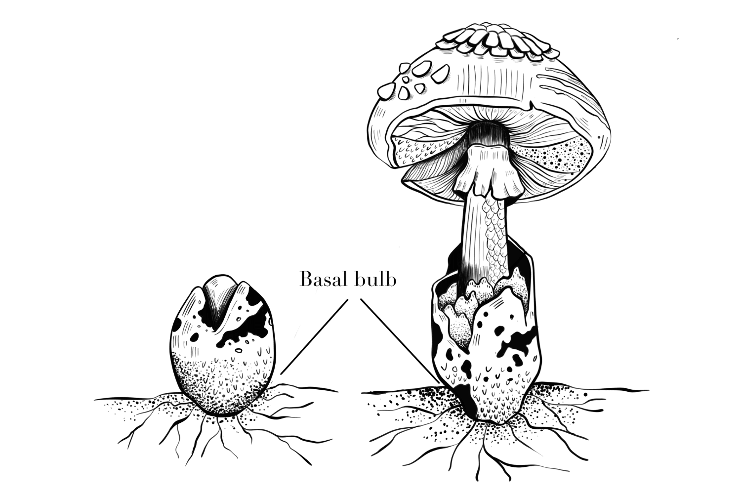 Beyond the Cap: The Anatomy of a Mushroom - Tripsitter