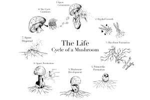 Beyond the Cap: The Anatomy of a Mushroom - Tripsitter