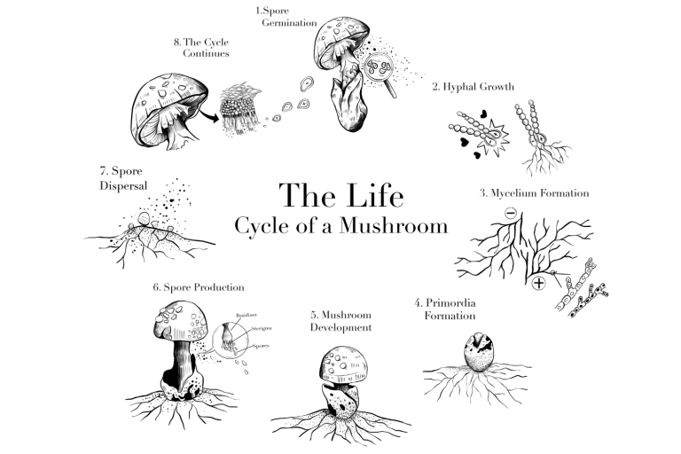 Beyond the Cap: The Anatomy of a Mushroom - Tripsitter