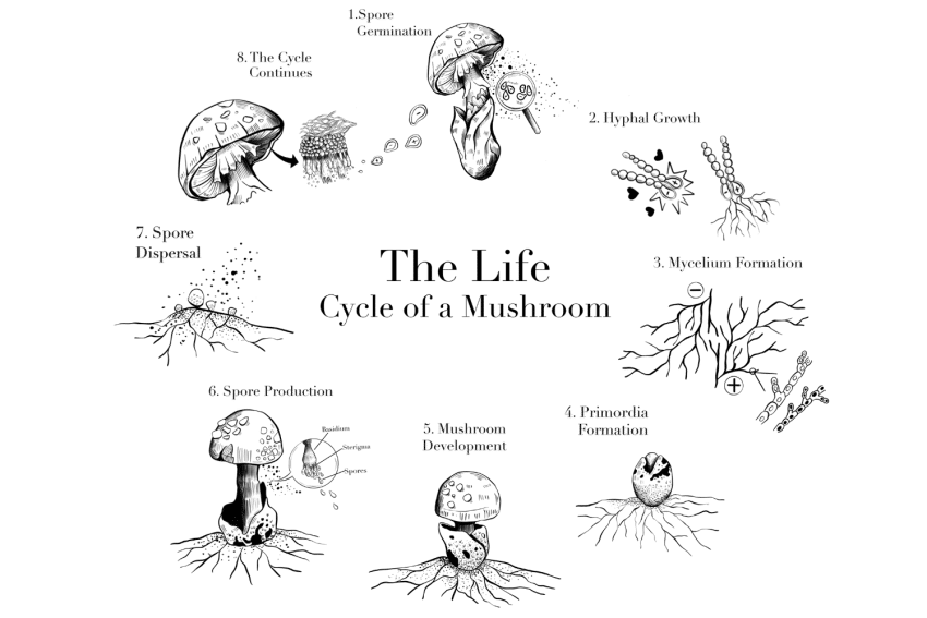 Beyond the Cap: The Anatomy of a Mushroom - Tripsitter