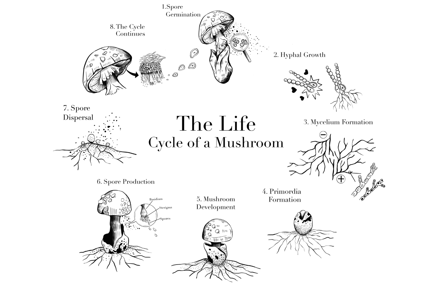 Beyond the Cap: The Anatomy of a Mushroom - Tripsitter