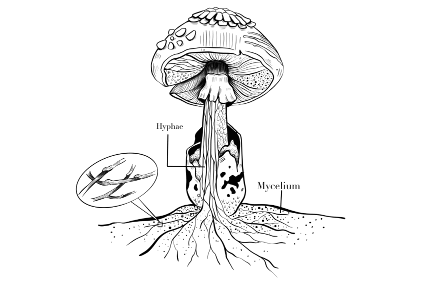 Beyond the Cap: The Anatomy of a Mushroom - Tripsitter