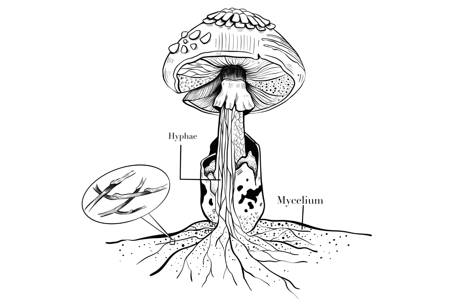 Beyond the Cap: The Anatomy of a Mushroom - Tripsitter