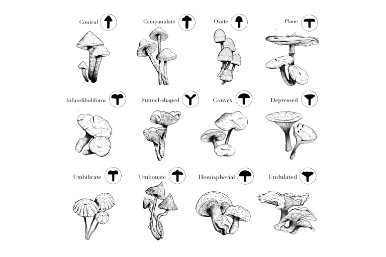 Beyond the Cap: The Anatomy of a Mushroom - Tripsitter