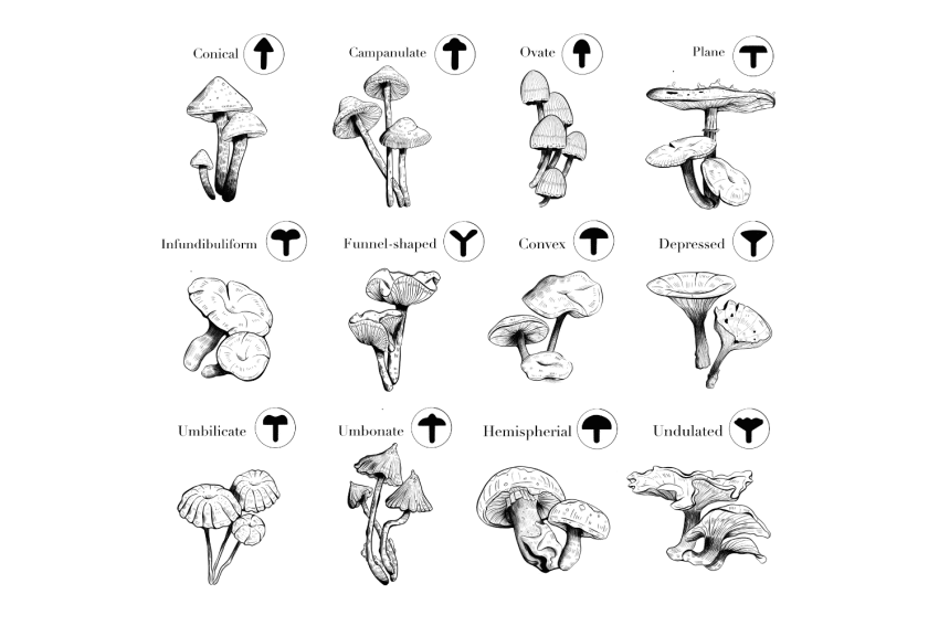 Beyond the Cap: The Anatomy of a Mushroom - Tripsitter