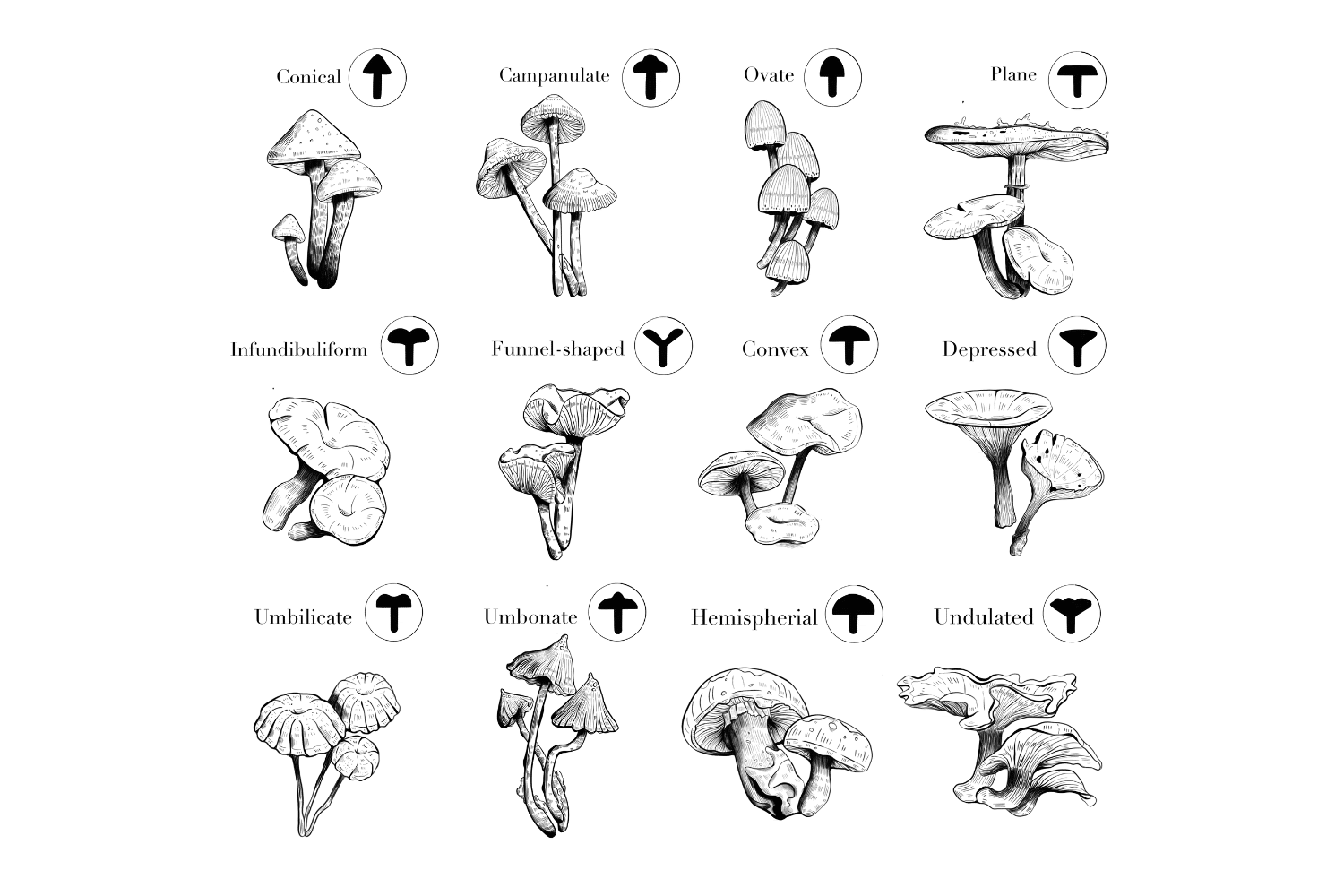 Beyond the Cap: The Anatomy of a Mushroom - Tripsitter