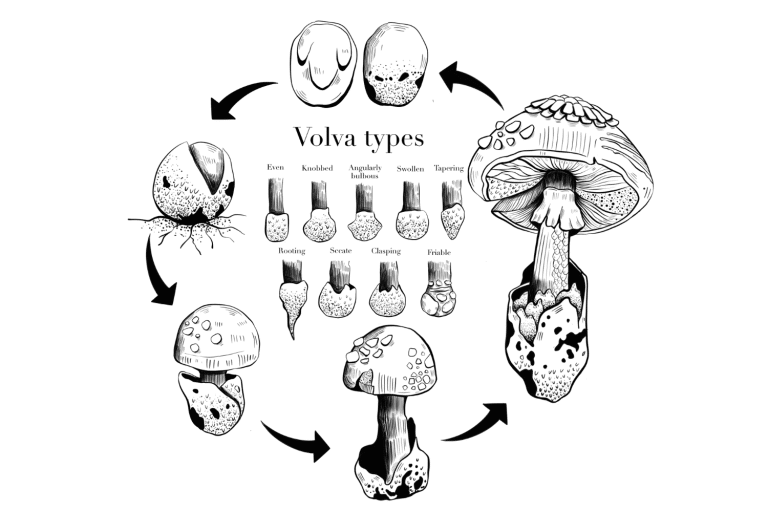 Beyond the Cap: The Anatomy of a Mushroom - Tripsitter