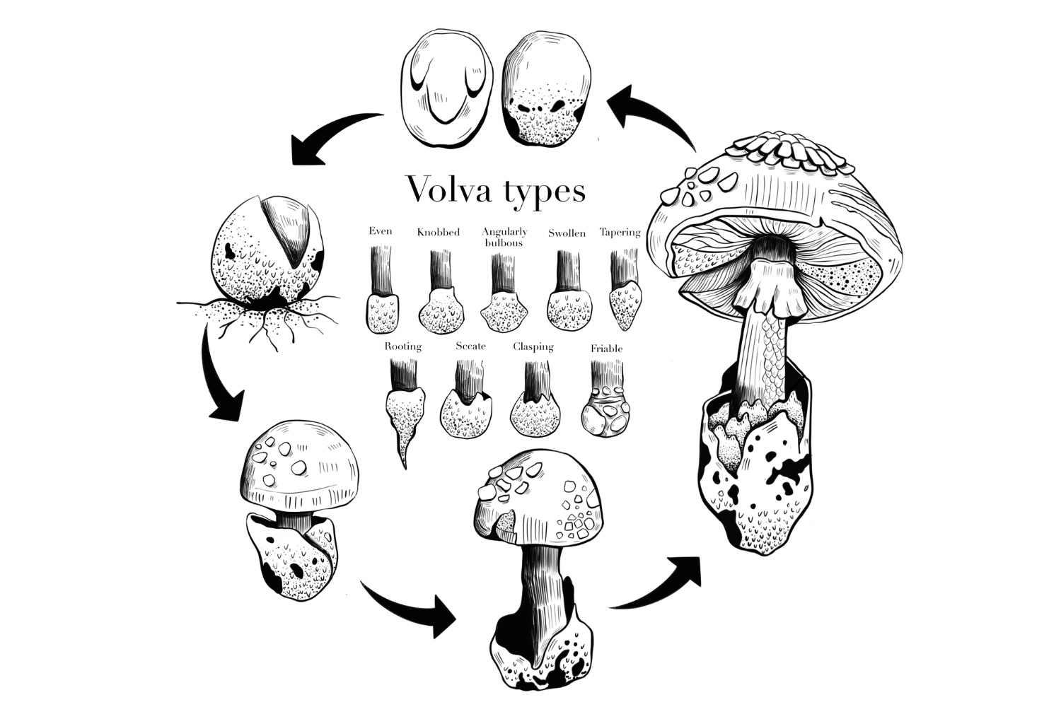 Beyond the Cap: The Anatomy of a Mushroom - Tripsitter