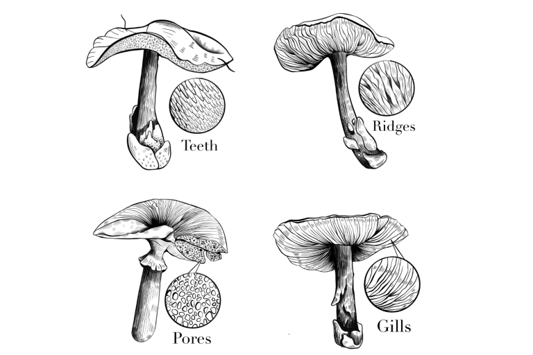 Beyond the Cap: The Anatomy of a Mushroom - Tripsitter