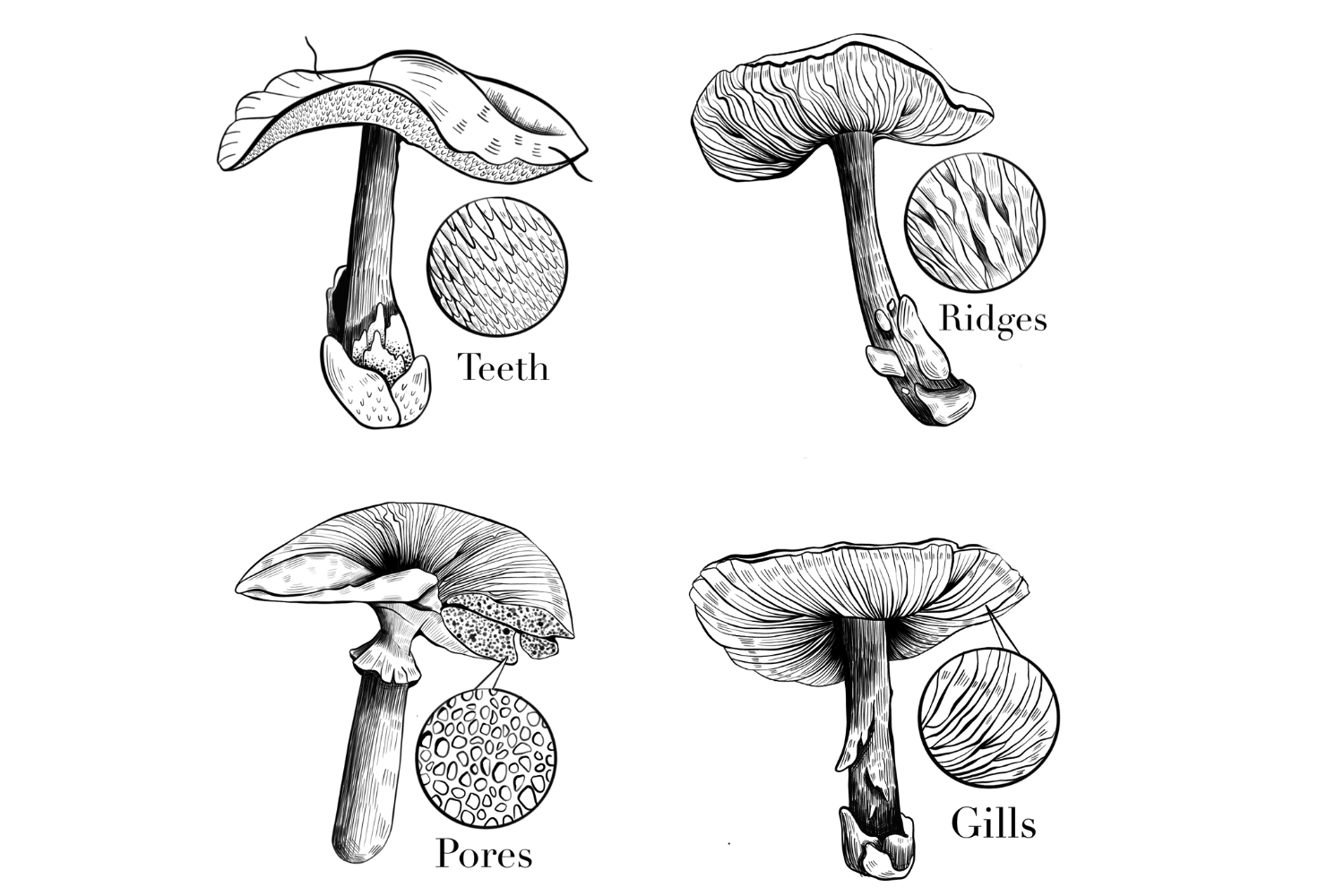 Beyond the Cap: The Anatomy of a Mushroom - Tripsitter