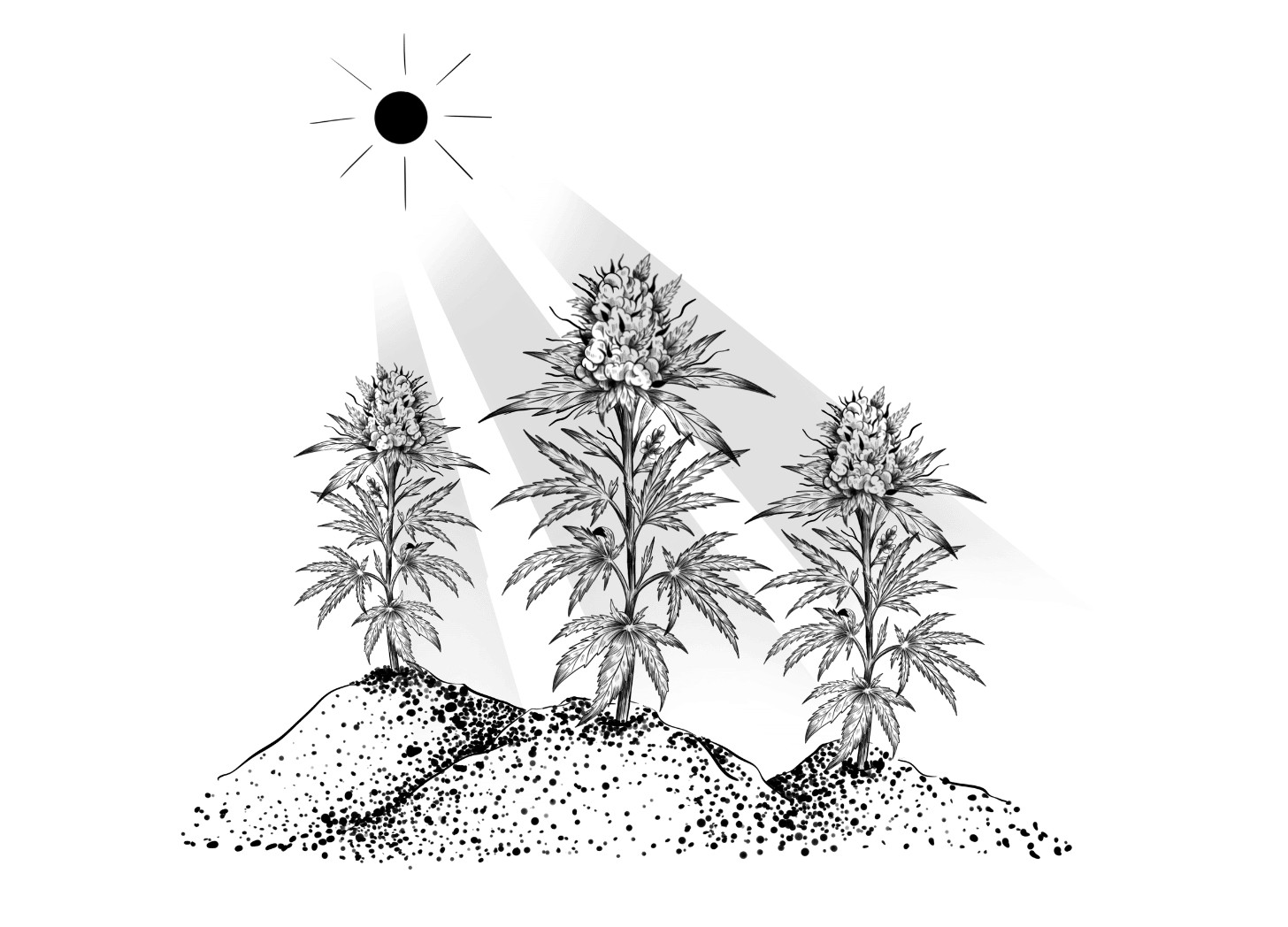 How Much Is An 8th of Weed? We Did the Math, So You Don’t Have To ...