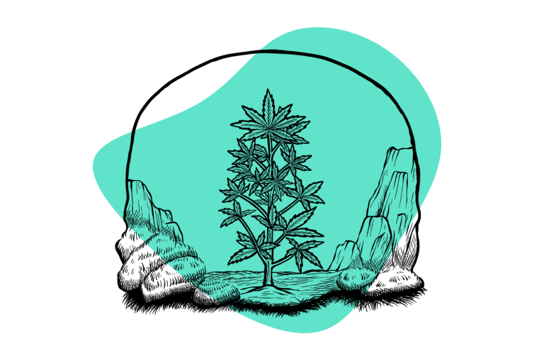 Where Does Weed Grow Naturally? - Tripsitter