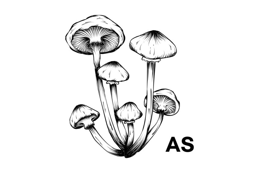 Koh Samui Mushrooms: All You Need To Know - Tripsitter