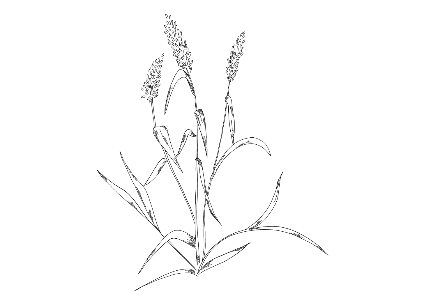 List of Plants That Contain DMT - Tripsitter