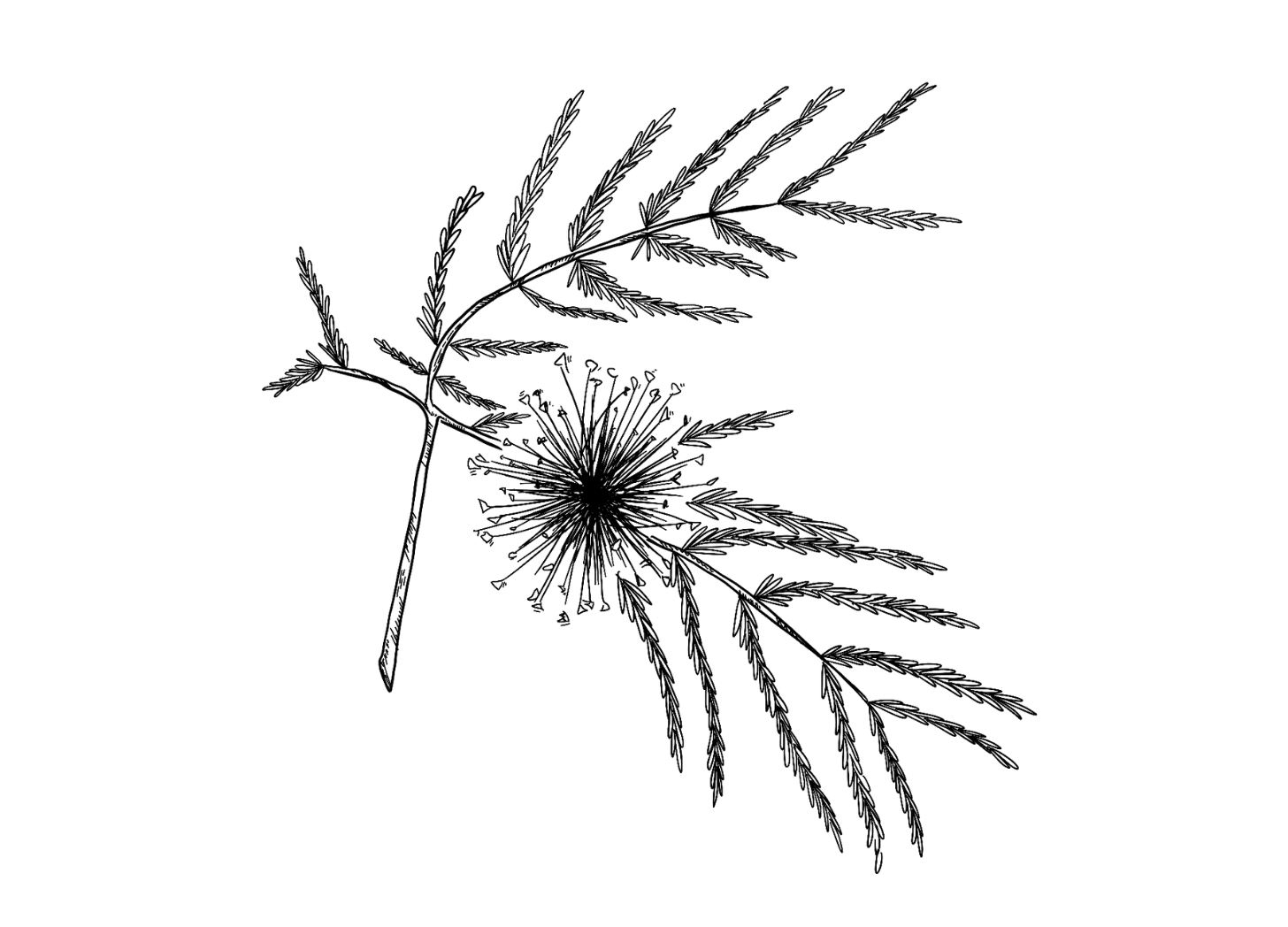 List of Plants That Contain DMT - Tripsitter