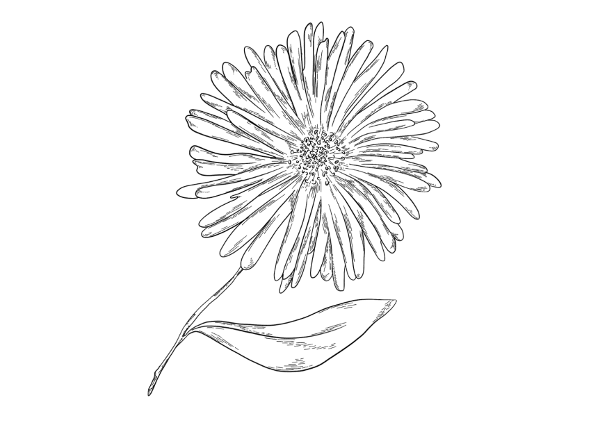 List of Plants That Contain DMT - Tripsitter