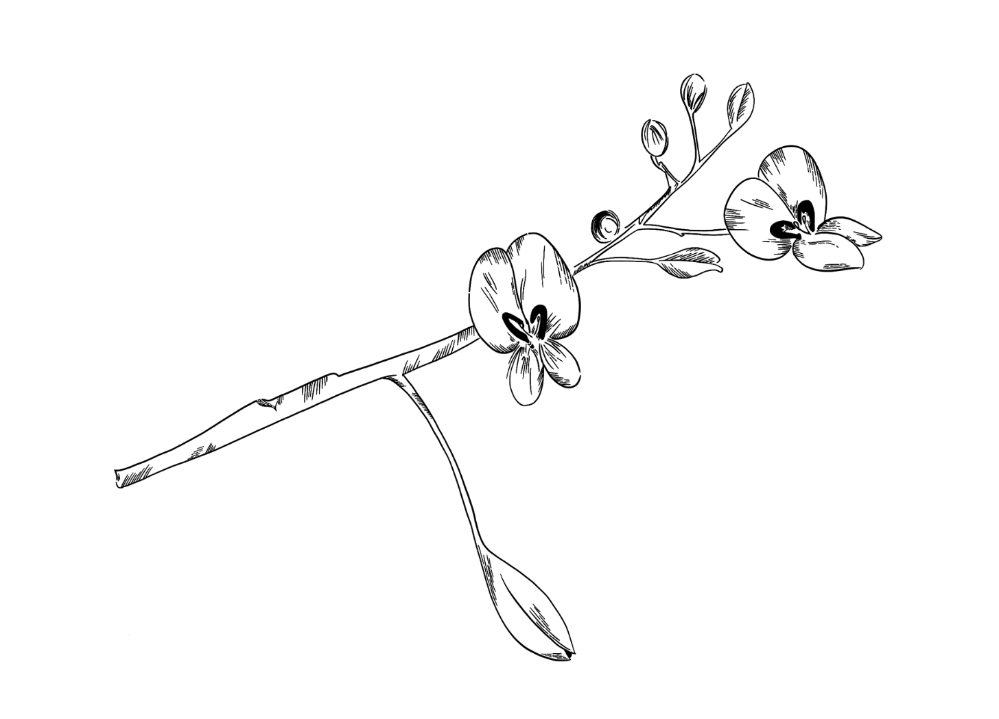 List of Plants That Contain DMT - Tripsitter