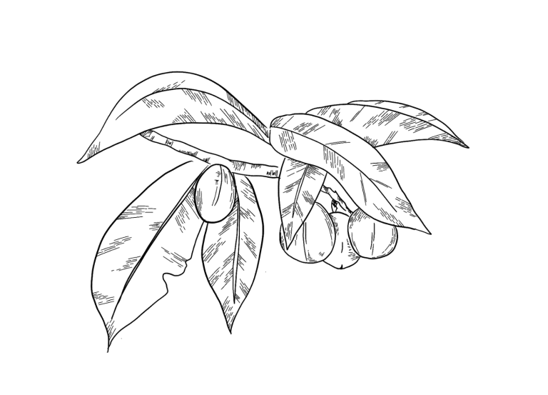 List of Plants That Contain DMT - Tripsitter