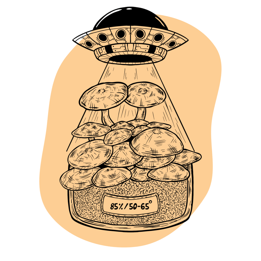 Z-Strain Magic Mushrooms: Potency, Effects, & Growing Tips - Tripsitter