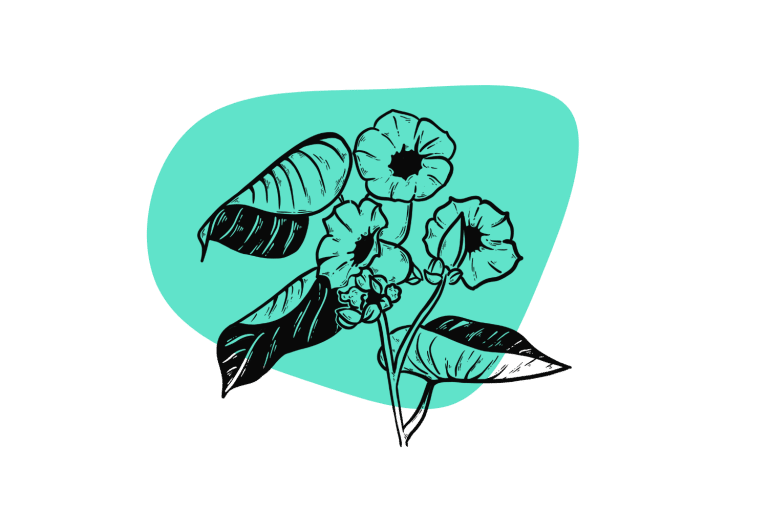 Hawaiian Baby Woodrose Seeds (HBWR): Naturally-Occurring LSA - Tripsitter