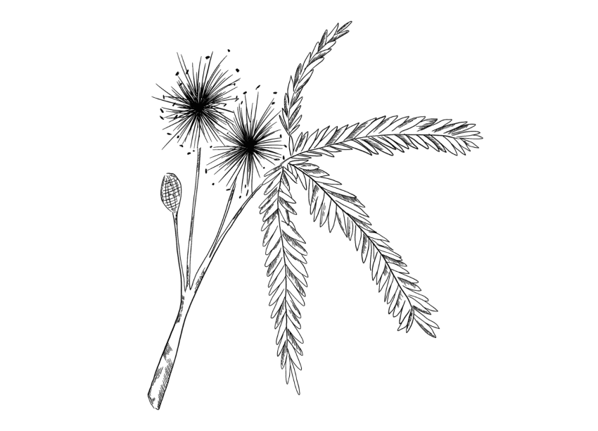 List of Plants That Contain DMT - Tripsitter