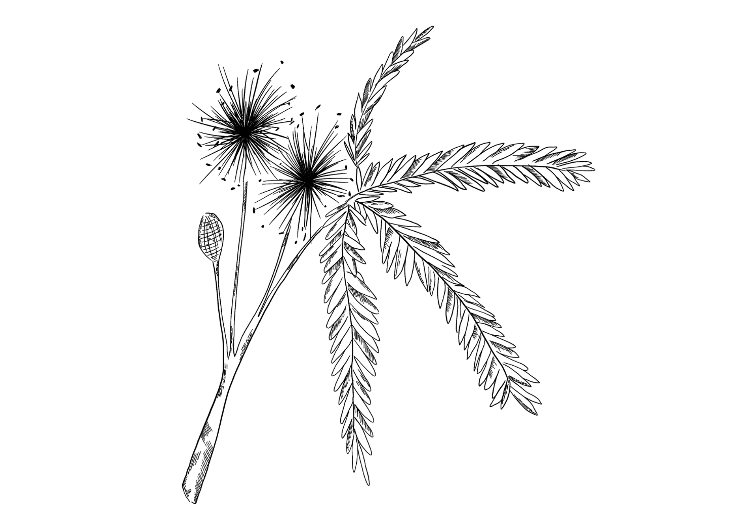 List of Plants That Contain DMT - Tripsitter