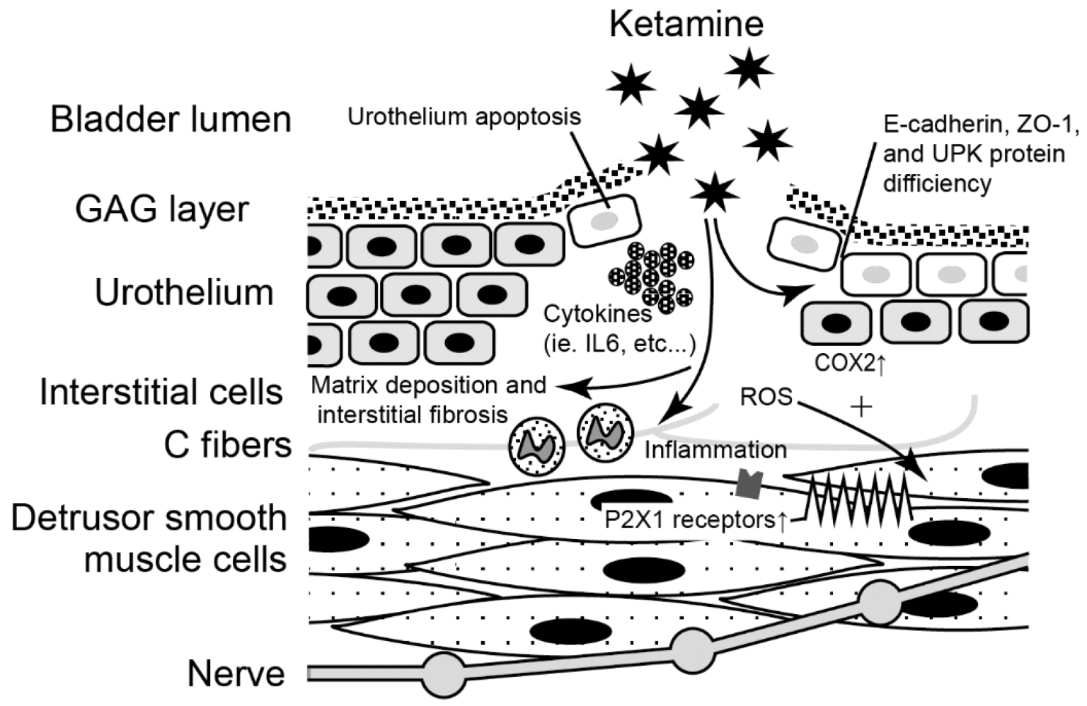 What Do We Know About the Long-Term Effects of Ketamine? - Tripsitter