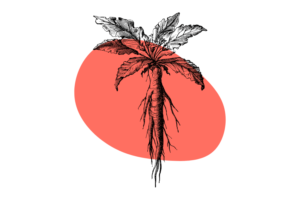 Mandrake Root: “Murderous & Psychotic Delirium” - Tripsitter